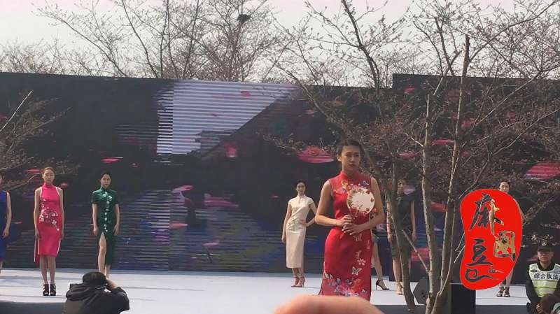 时尚模特在樱花树下的中式旗袍秀,时尚大气