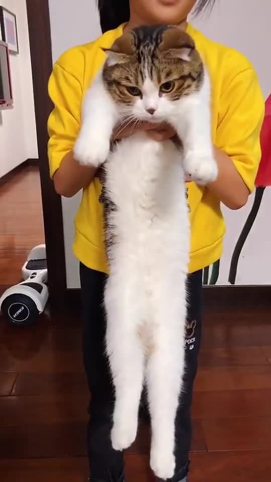 撒撒竟然是我们家的智慧担当。