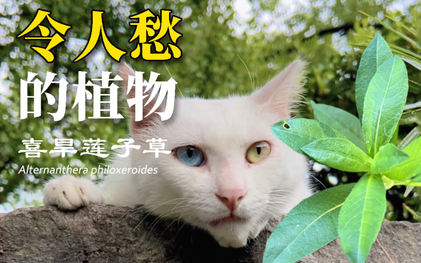 喜旱莲子草非常非常常见,因为旺盛的生命力,挤占本土植物的生长空间,...