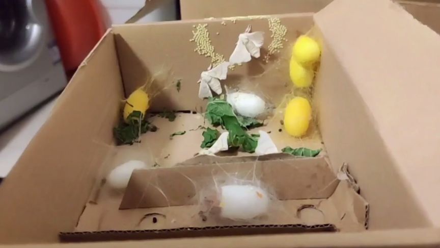 蚕宝宝变蝴蝶啦!