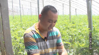 西红柿种植苗期管理,种植专业户钟大哥有话说,经验真是丰富