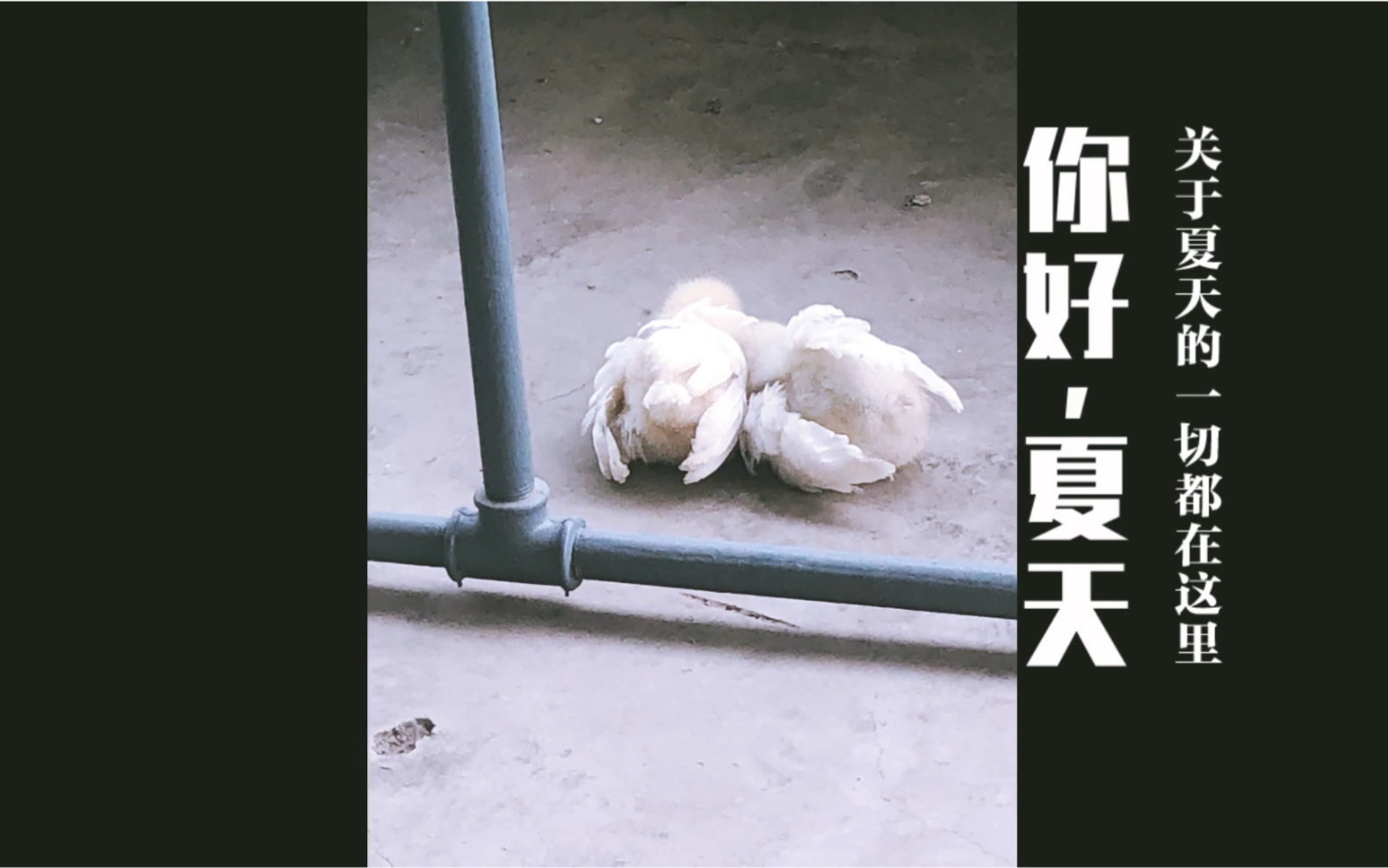 今天开门,小白跟小乖就迎接我,可是小憨憨不见了,原来跑到邻居家,它在...