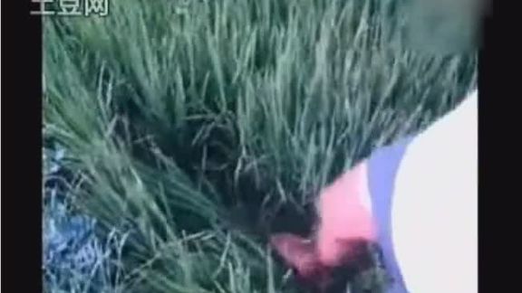 直播水稻栽培技术