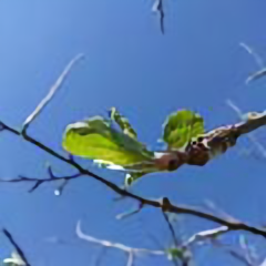 水清木华AH 