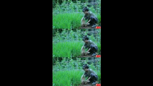 那这个视频就叫“稻谷”的一生吧!哈哈哈!(加速版)