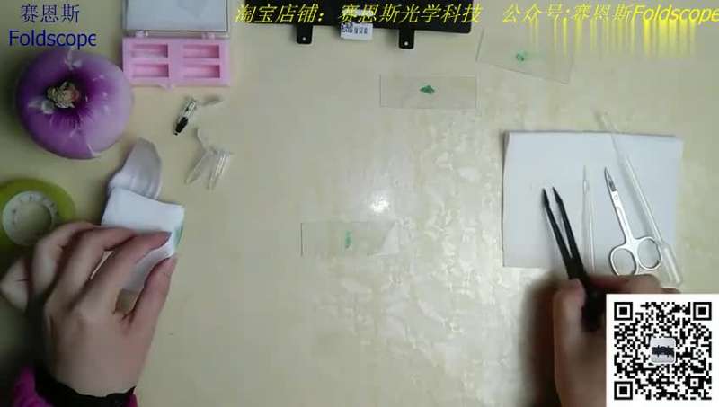 Foldscope赛恩斯纸质显微镜染色标本制作
