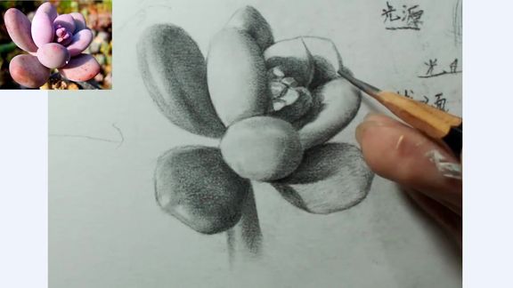 植物“多肉”用素描怎么塑造?其实很简单,掌握这一点你也能学好