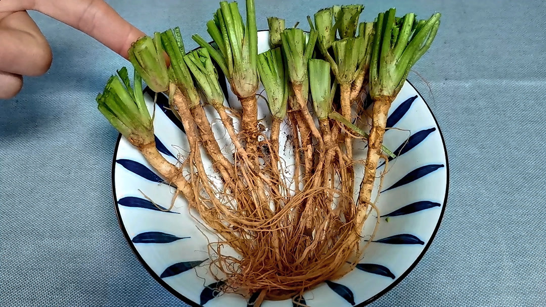 香菜根别扔掉了,开水泡一泡,原来作用这么厉害,真的是长见识了