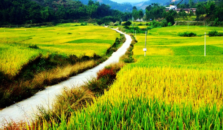家乡小李 