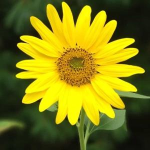 眼镜蛇手机剪影 