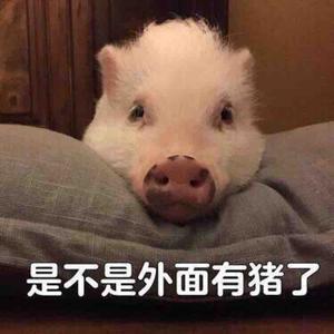 娱乐小猪精 