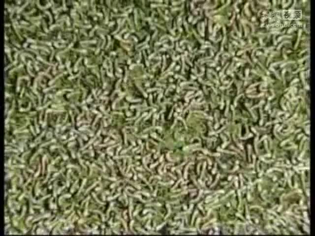 养蚕技术,如何养,怎样养殖养蚕