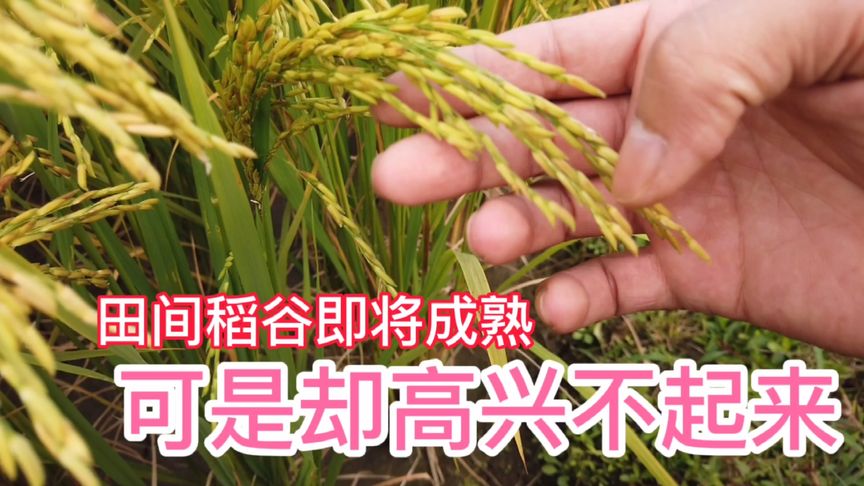 看到田间即将成熟的稻谷,却高兴不起来,真让人糟心呀