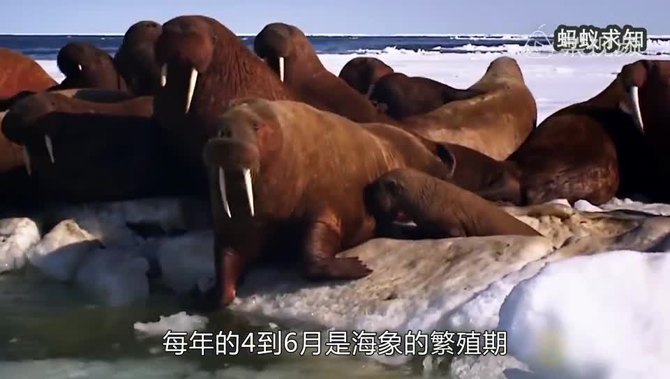 极地动物科普小百科之海象