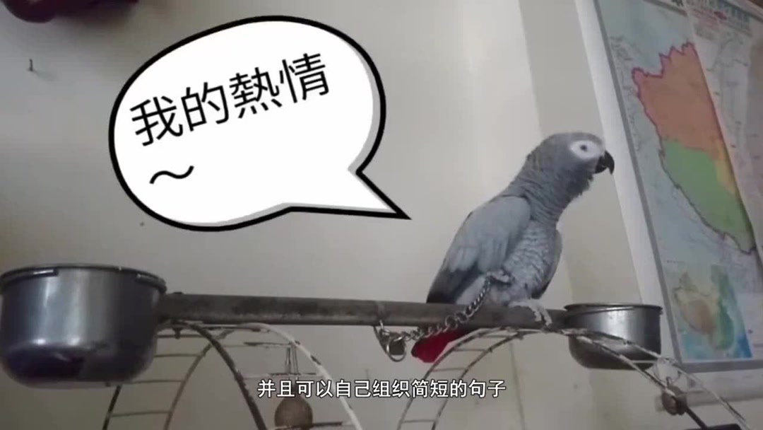 假如世界上没有了人类 这10种动物最有可能代替人类成为霸主