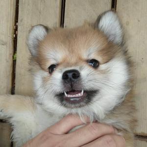 一颗秋狸果 