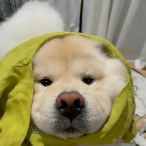 我的世界宝可梦江淮 