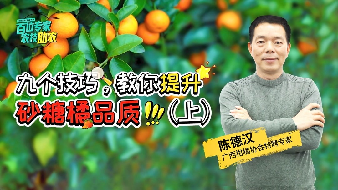 如何提升砂糖桔品质?9个技巧揭秘