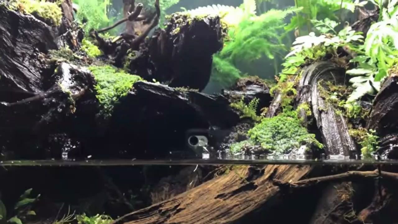 【水陆缸】日本爬友教你制作水陆雨林缸