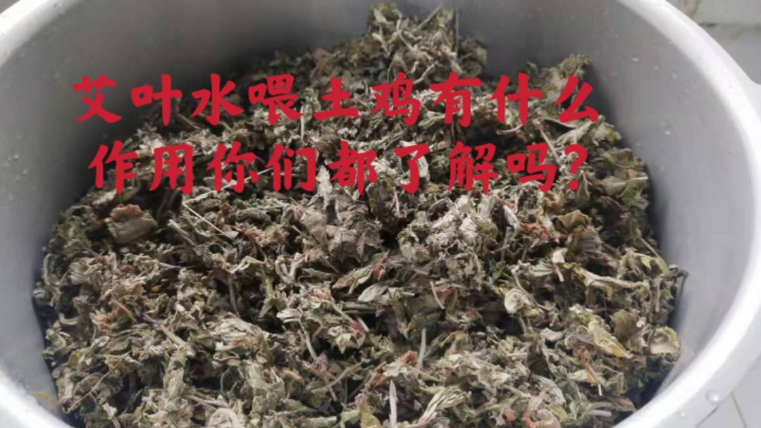 艾叶还有这个作用,你知道吗