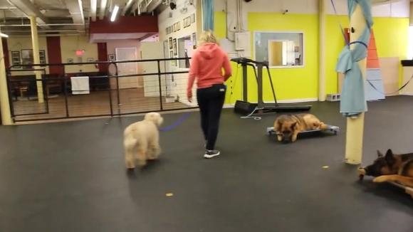 专门训练狗狗的学校,一个个都是听话的好学生