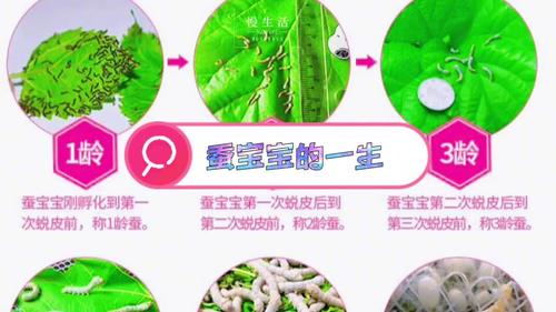 蚕宝宝的一生