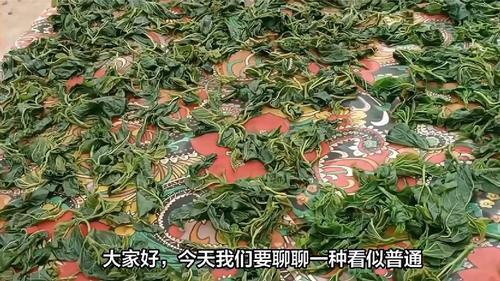 为什么桑叶茶又叫短命茶?用桑叶茶泡水养生,必须谨记4大禁忌