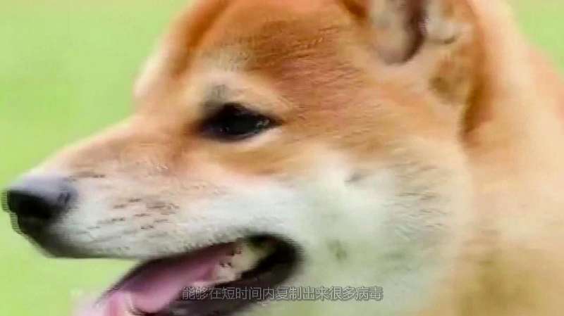 为什么狂犬病死亡率100%,被狗咬后一定要打针吗?涨知识!