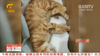 小区居民受流浪猫影响,投毒害死流浪猫,监控拍下全过程