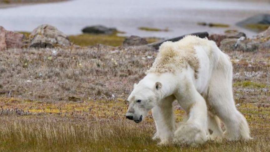 全球变暖,北极冰川河流融化,北极熊面临生存大考验