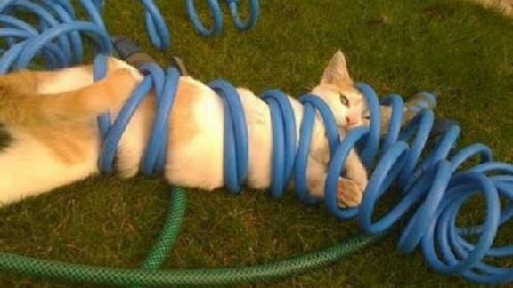 猫咪狗宠物可爱搞笑图片合集