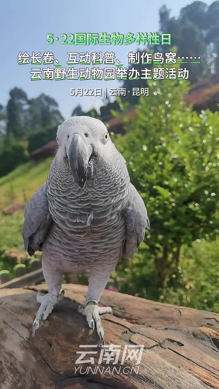 5月22日,在云南野生动物园举办了"看见自然看见云南"国际生物多样性...