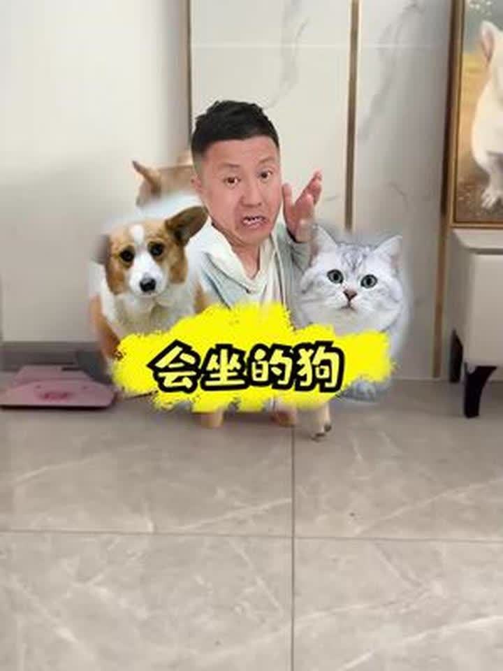 二狗子每天都会乖乖的坐着看动画片 萌宠成精了 宠物 狗狗