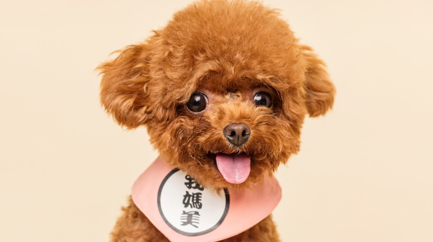 狗狗嗅觉比人类灵敏1万倍!狗鼻子到底有哪些秘密通道?