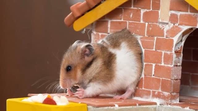 DIY手工给仓鼠搭建迷你的两层小别墅
