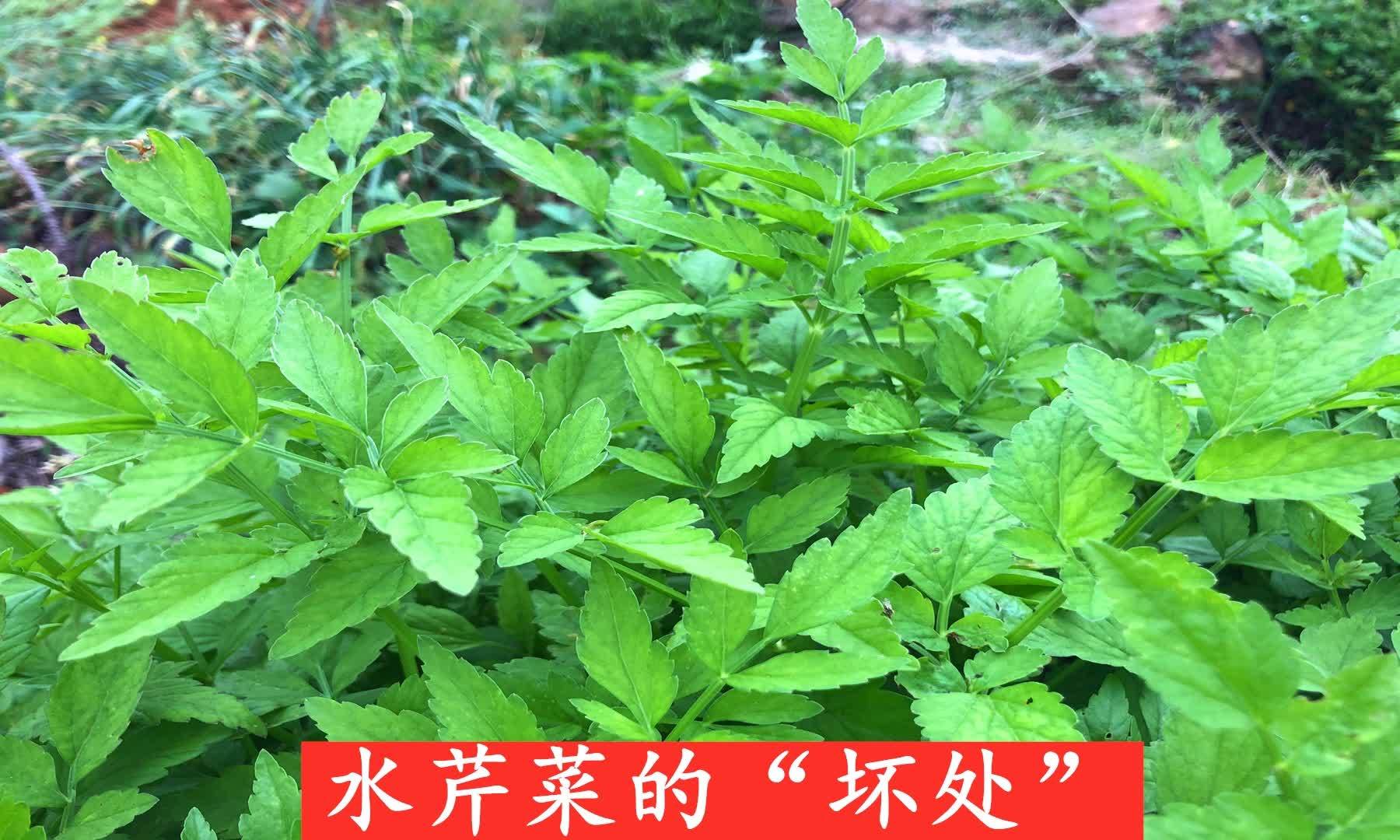 活了30多年,今天终于知道水芹菜的"坏处"