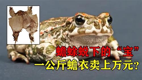 蟾蜍身上的"宝",一公斤蟾衣能卖2.8万元,在野外何以找不到?