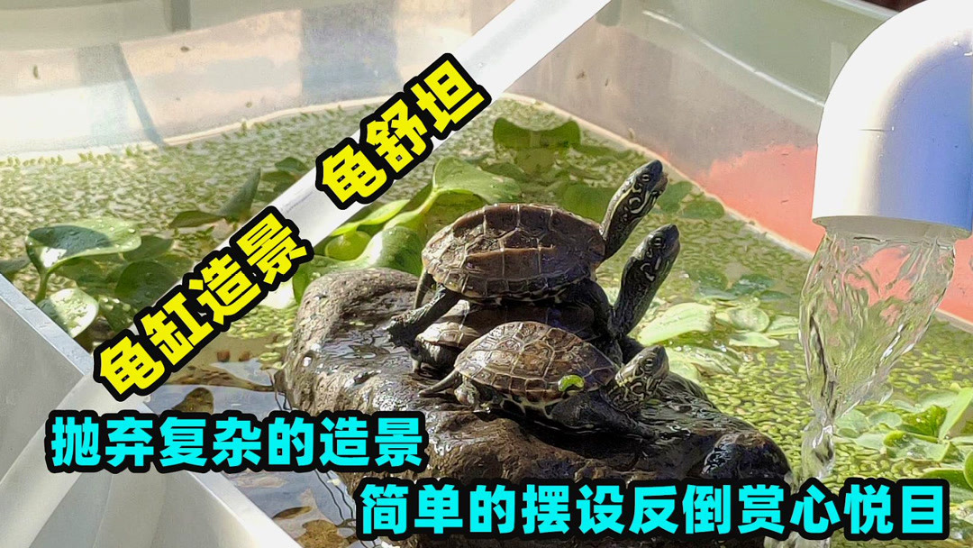 龟缸造景,底沙+绿植,简单的摆设,自己看着舒服龟龟玩的开心