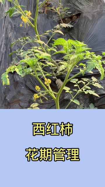 西红柿,花期管理!花前水!科技农业创新农业农业种植企业号助推官