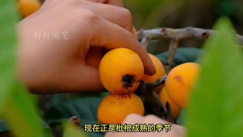 摘一些新鲜的枇杷,用传统古法的方式制作川贝枇杷膏