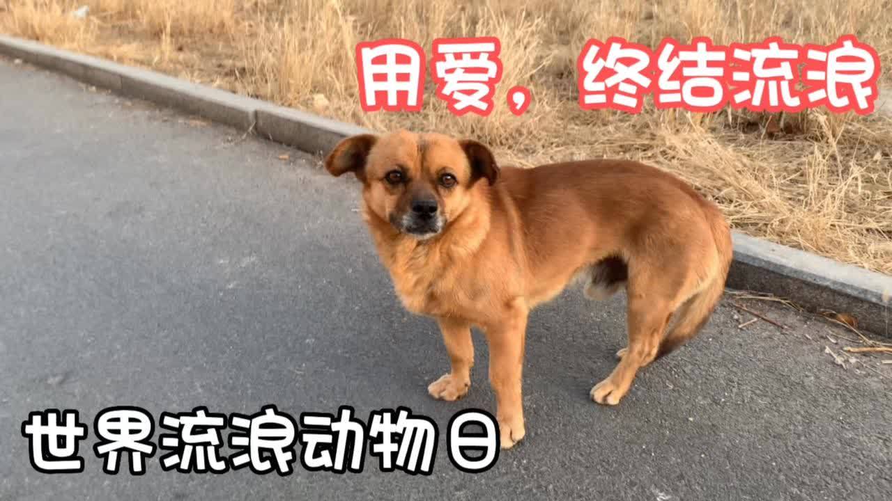 今天是世界流浪动物日,让我们为流浪动物发声
