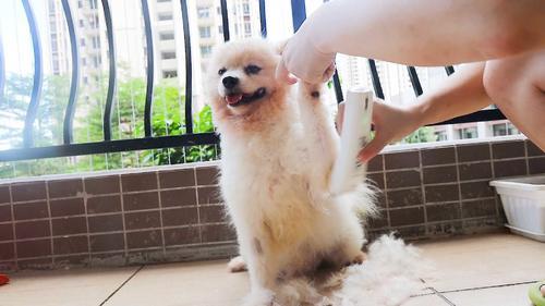 沉浸式给狗洗澡!