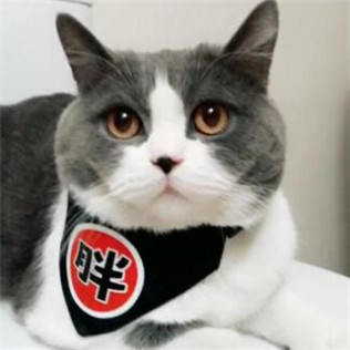 拆二代胖虎很嚣张