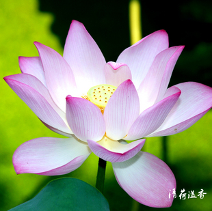 毛田镇情缘婚庆 