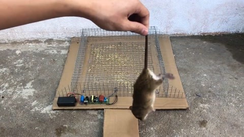 德国17岁小伙利用废弃电蝇拍发明捕鼠神器,不用担心家里有老鼠了