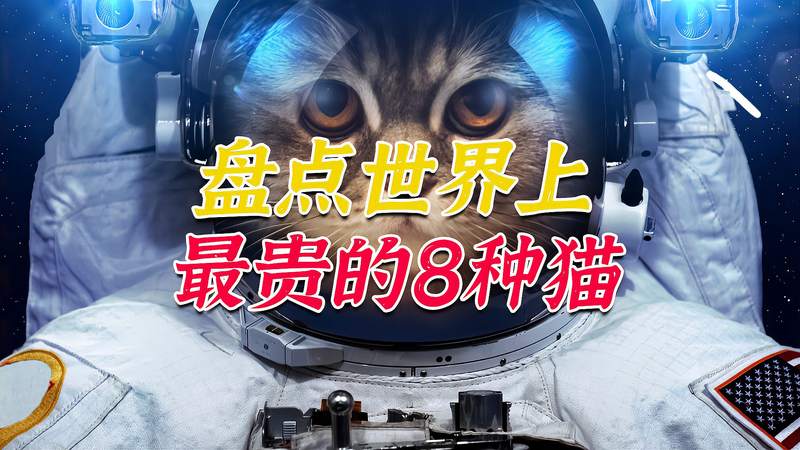 盘点世界上最贵的8种猫,会捕鱼爱游泳的猫你见过吗?
