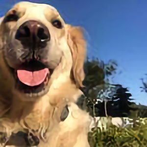 叮当家的生活日记 