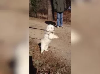 狗狗打架的搞笑的动物视频2017周的编译