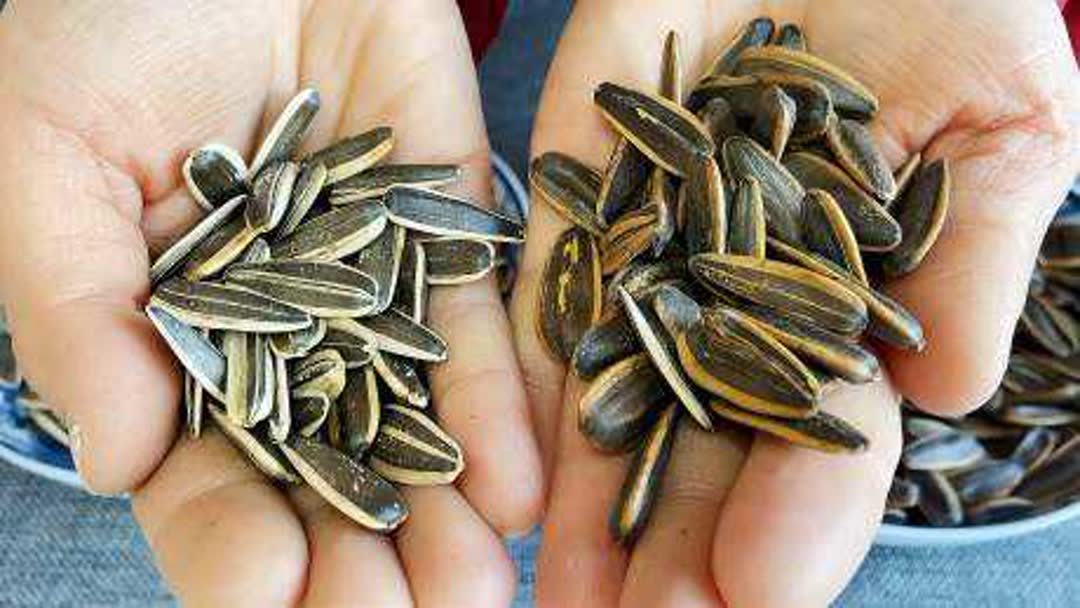 瓜子是必备年货,但是你知道哪些瓜子有毒吗?赶紧来辨别一下吧