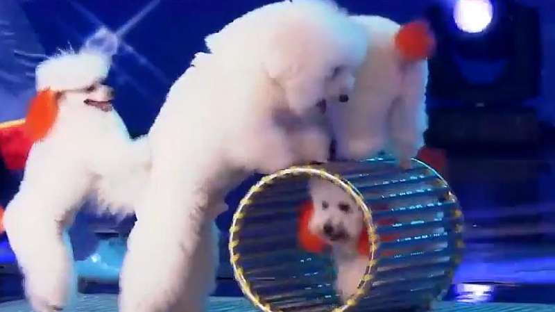小夫妻竟带着狗狗上央视表演,狗狗们竟会表演杂技又萌又可爱